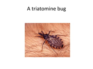 AMERICAN TRYPANOSOMIASIS.pptx | Digestive Disorders | Diseases and Conditions