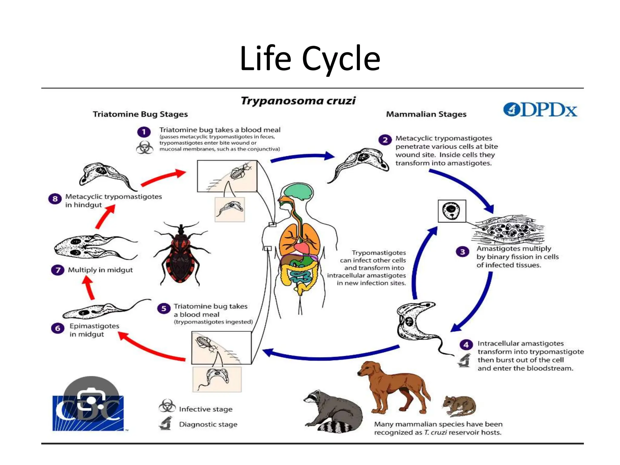AMERICAN TRYPANOSOMIASIS-CHAGAS DISEASE.pptx