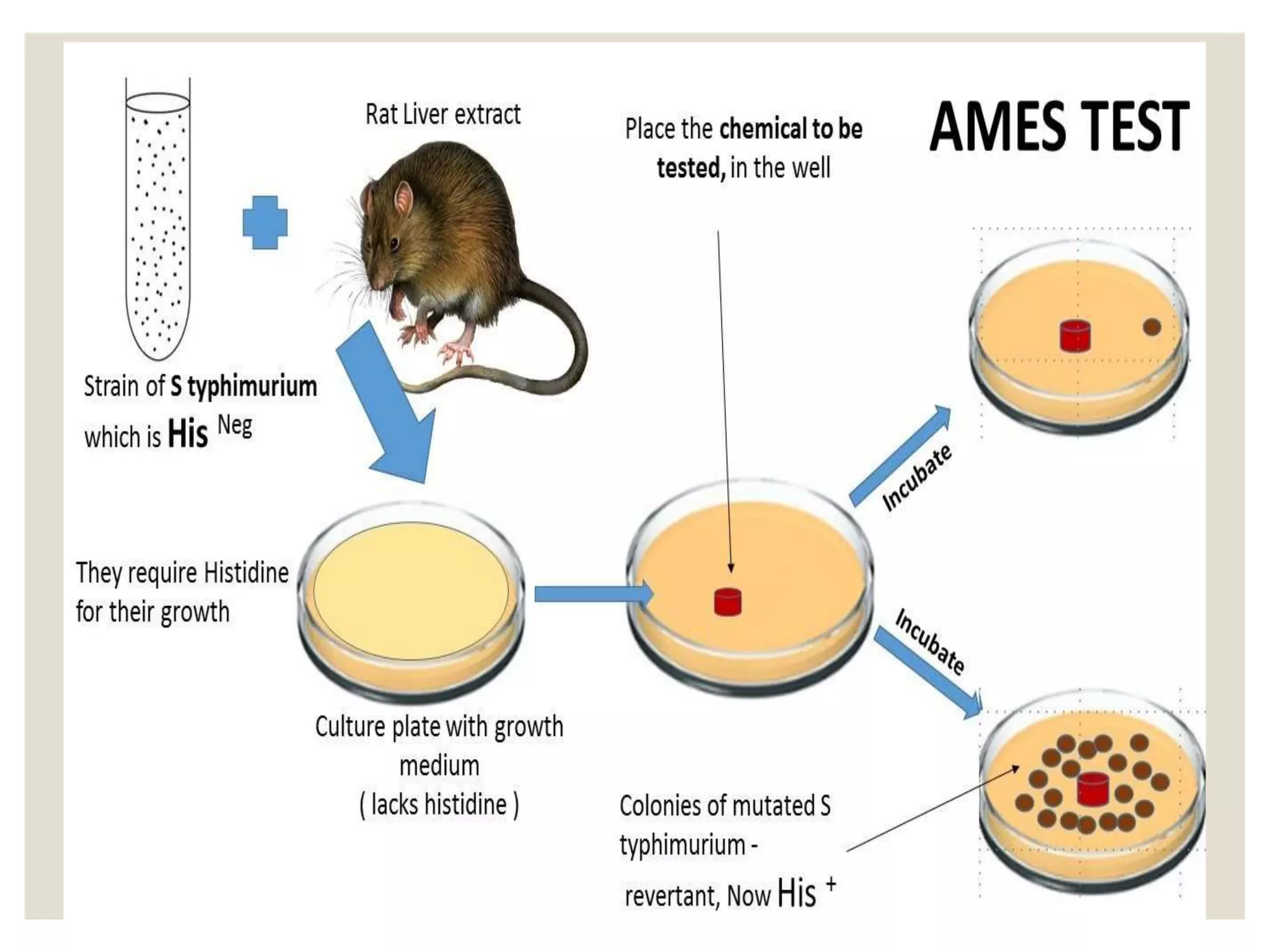Ames test | PPTX