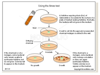 Ames test | PPTX