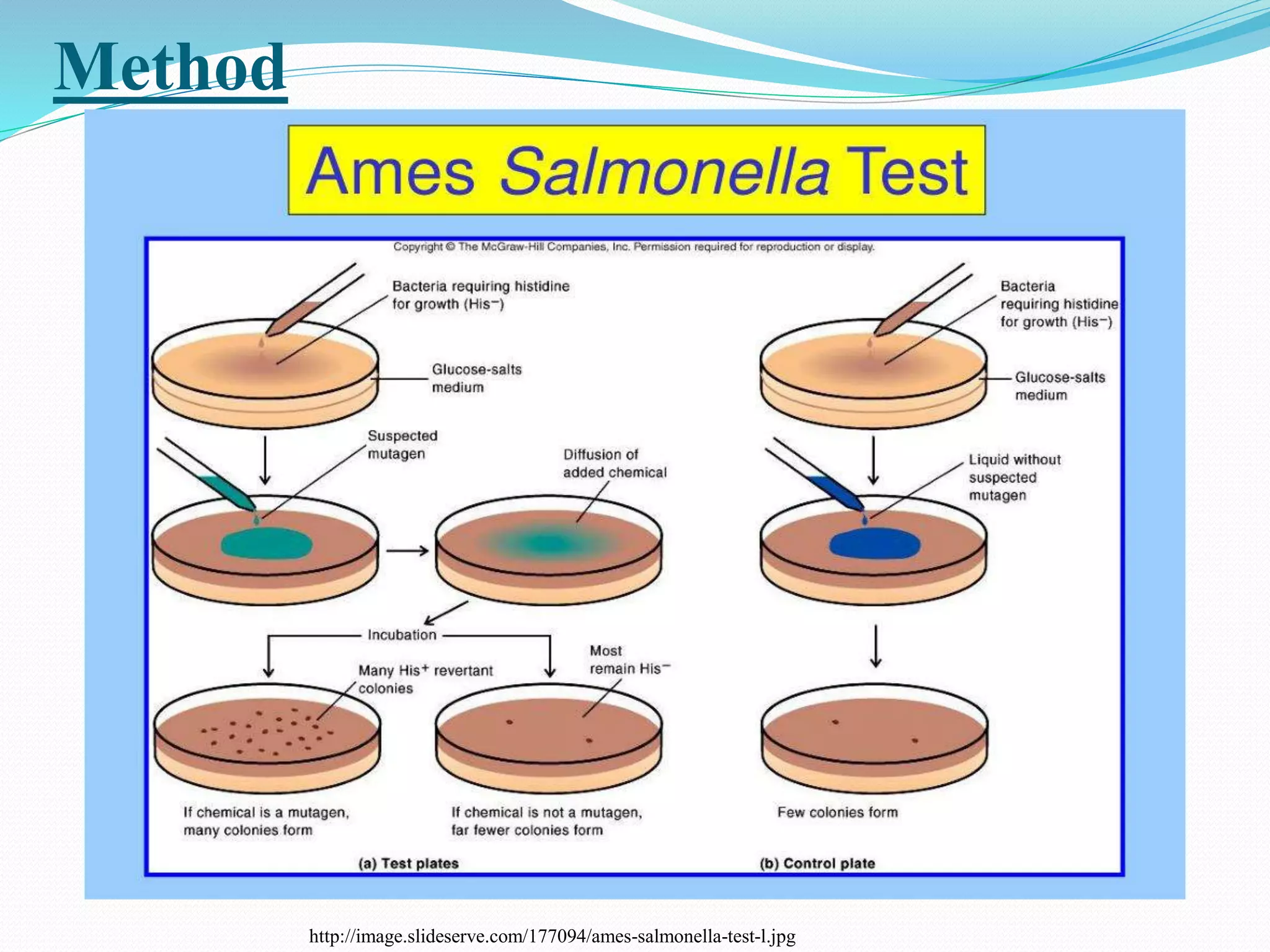 AMES test.pptx