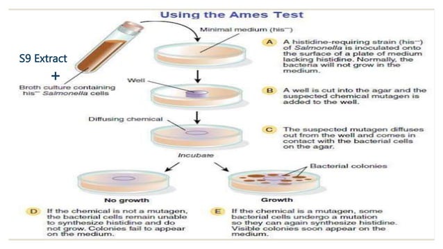 Ames test.pptx