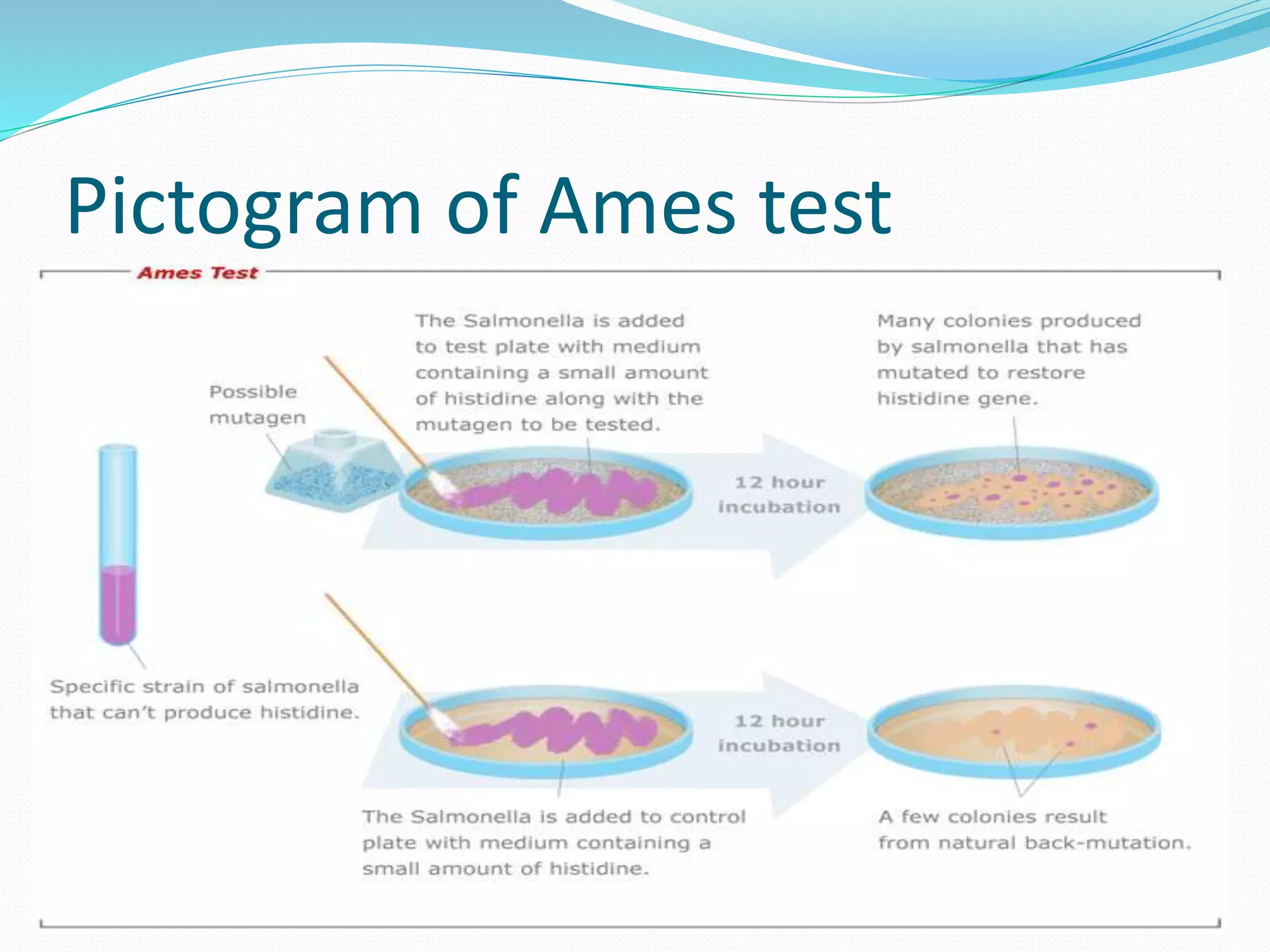 Ames test | PPTX