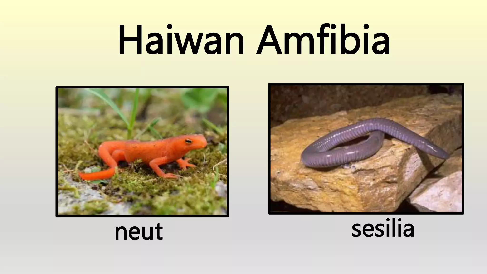 AMFIBIA TAHUN 4.pptx