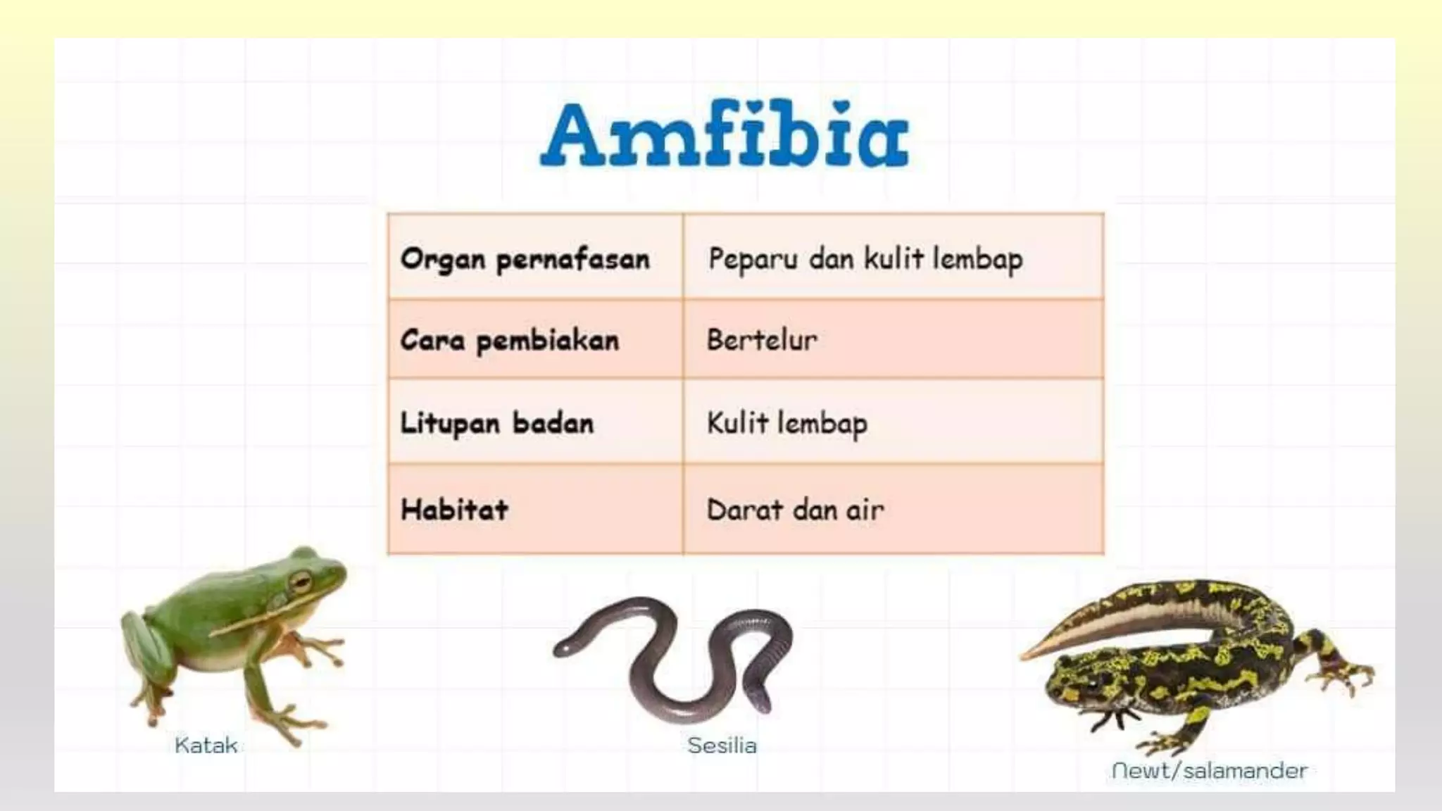 AMFIBIA TAHUN 4.pptx