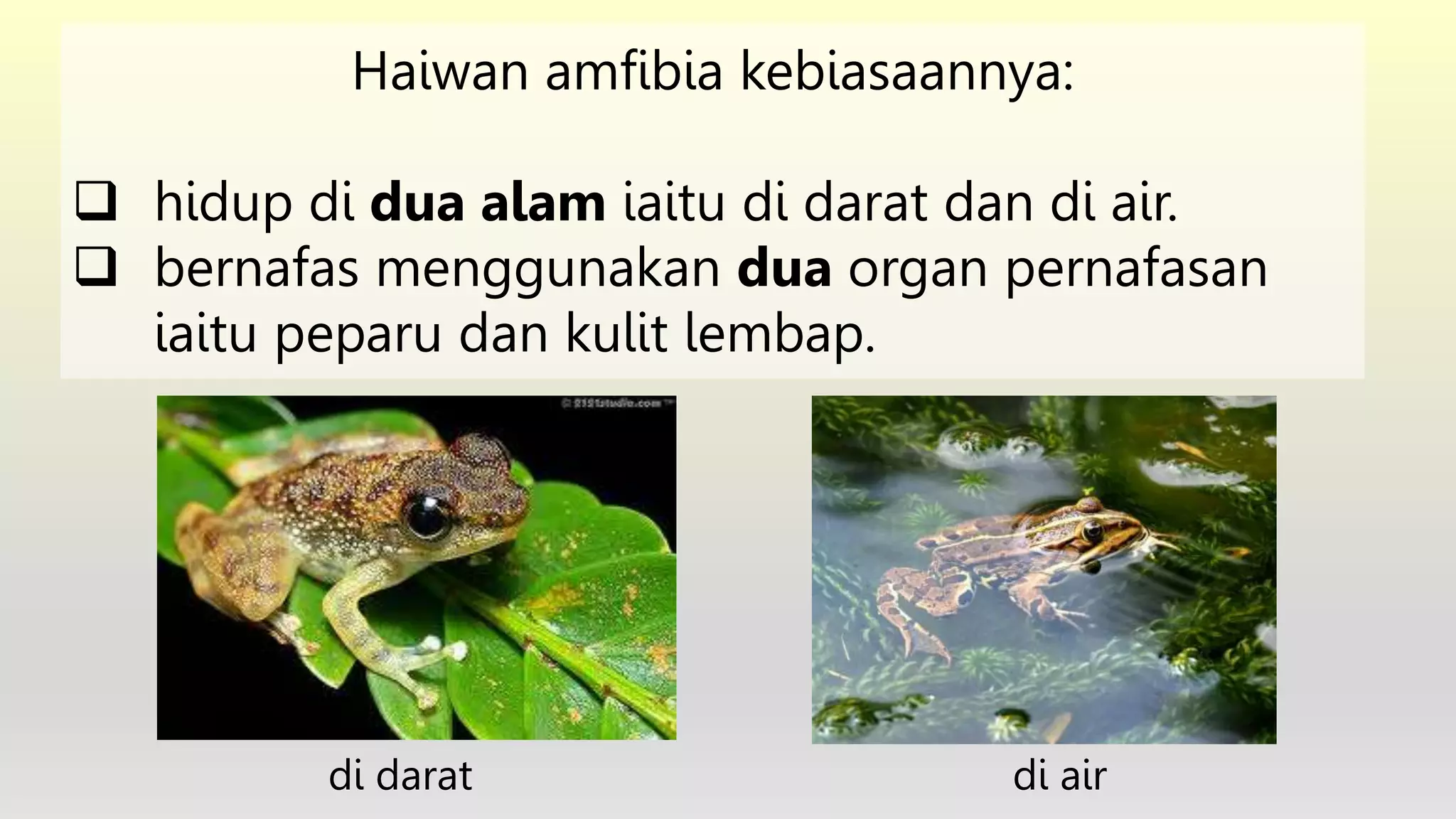 AMFIBIA TAHUN 4.pptx