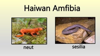AMFIBIA TAHUN 4.pptx