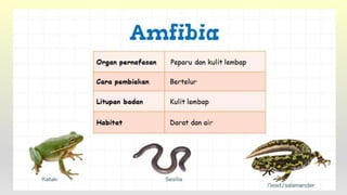 AMFIBIA TAHUN 4.pptx