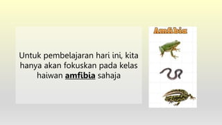 AMFIBIA TAHUN 4.pptx