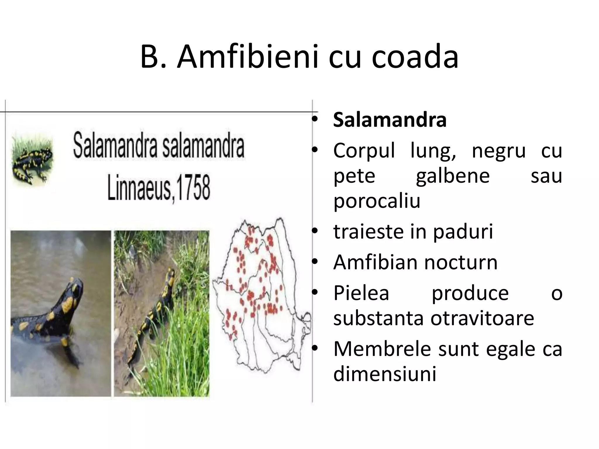 Amfibieni | PPTX