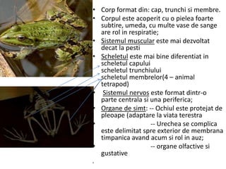 Amfibieni | PPTX