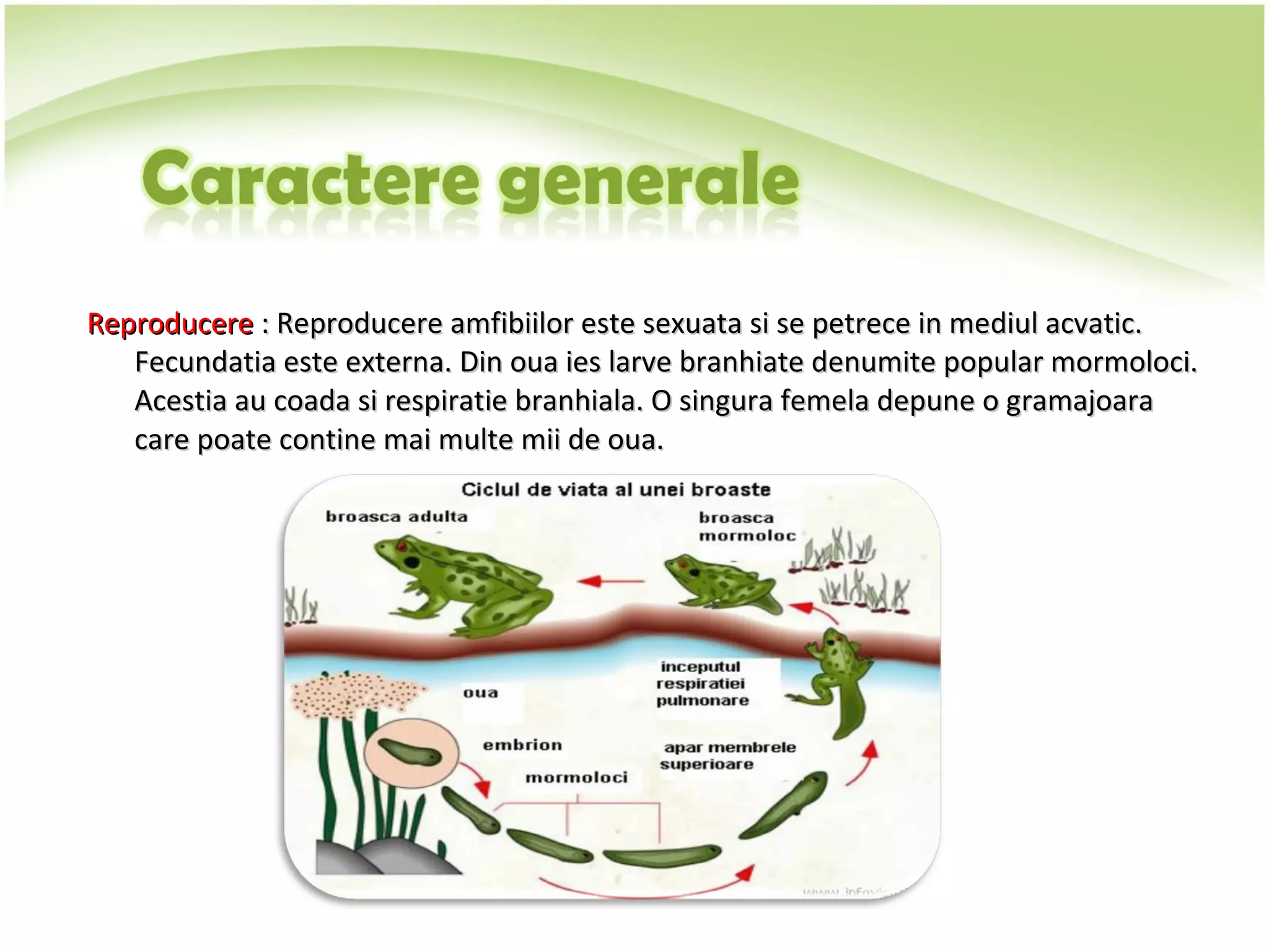Amfibieni reptile | PPT