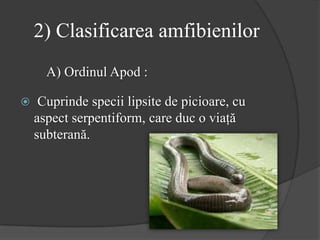 Amfibienii | PPTX
