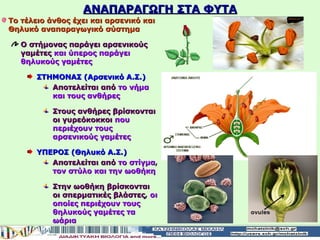 Amfigoniki anaparagogi sta_anthofita | PPT