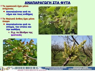 Amfigoniki anaparagogi sta_anthofita | PPT