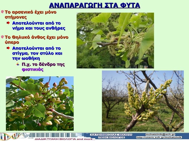 Amfigoniki anaparagogi sta_anthofita | PPT
