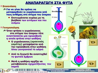 Amfigoniki anaparagogi sta_anthofita | PPT