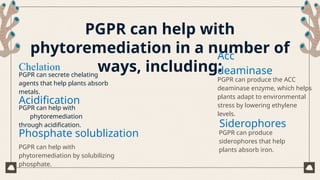 Role of arbuscular mycorrhizal fungi &PGPR in Phytoremediation | PPTX