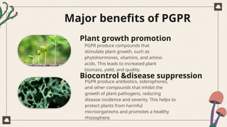 Role of arbuscular mycorrhizal fungi &PGPR in Phytoremediation | PPTX