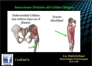 Anatomia Musculos Gluteos | PDF