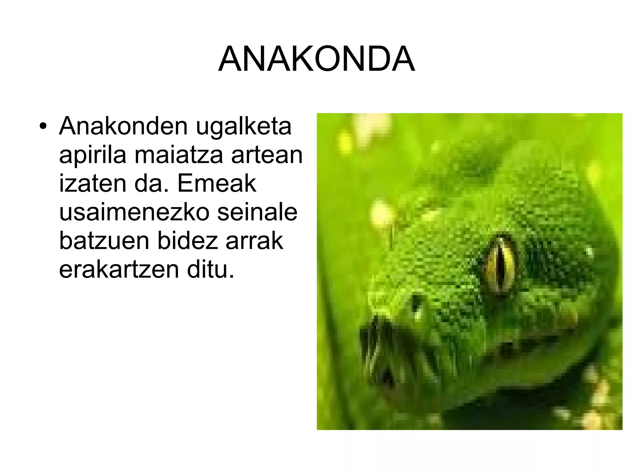 Anakonda (AMGA) | ODP