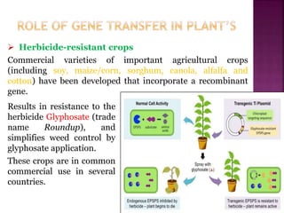 Gene Cloning | PPTX