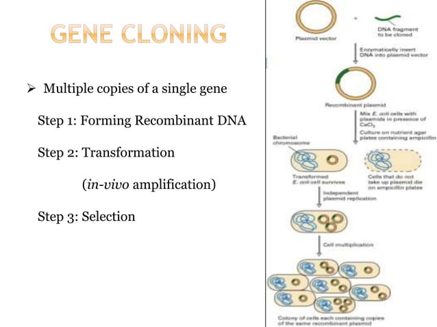 Gene Cloning | PPTX | Biotech and Biomedical Industry | Industries