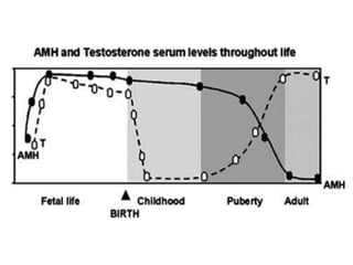 Amh之生理功能及其臨床應用 | PPT