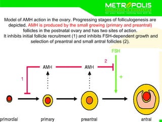 Anti mullerian hormone | PPT