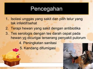 Penyakit Pullorum. | PPTX