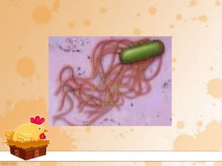 Penyakit Pullorum. | PPTX