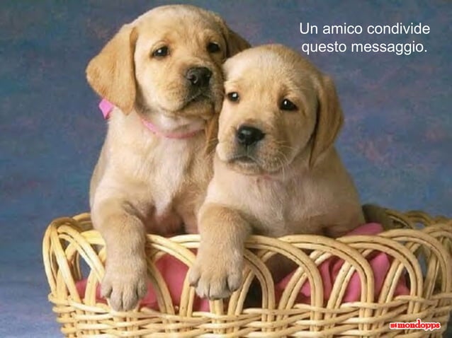 Amico o compagno | PPS | Television | Entertainment