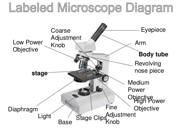 A microscope slide show from 8th period