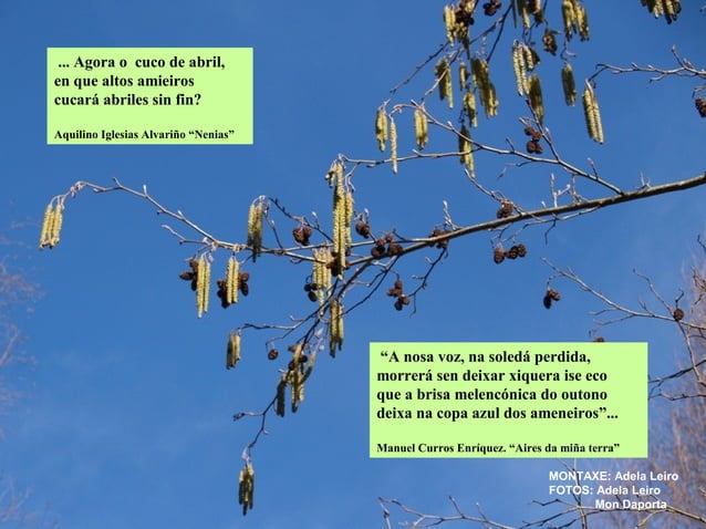 Amieira, ameneiro (Alnus glutinosa) | PPT