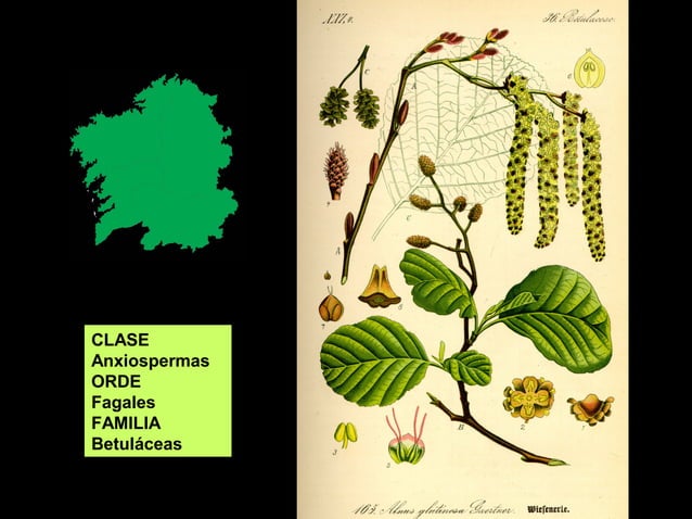 Amieira, ameneiro (Alnus glutinosa) | PPT