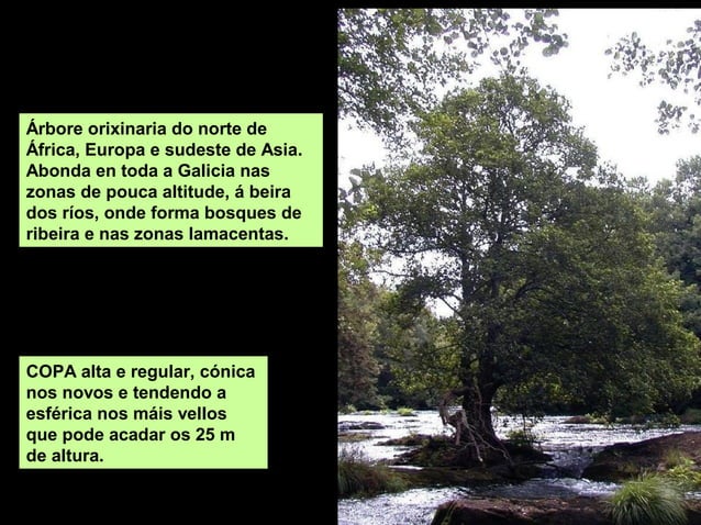 Amieira, ameneiro (Alnus glutinosa) | PPT