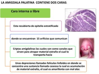 Amigdalitis | PPTX
