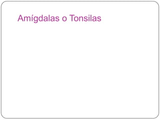 Amigdalas | PPTX