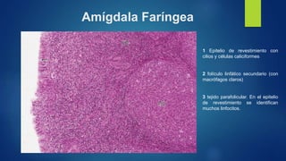 Amigdalas | PPTX