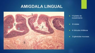 Amigdalas | PPTX