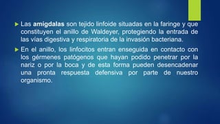 Amigdalas | PPTX