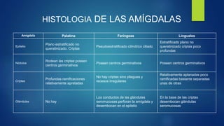 Amigdalas | PPTX