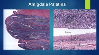 Amigdalas | PPTX