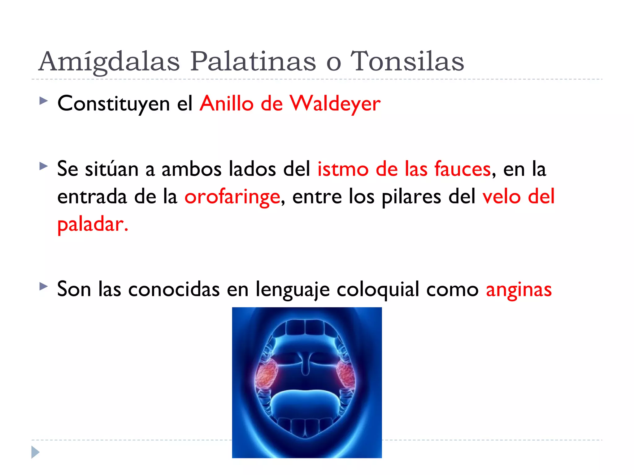 Amígdalas en la Cavidad Bucal | PPT