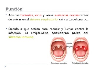 Amígdalas en la Cavidad Bucal | PPT