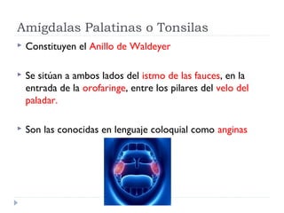Amígdalas en la Cavidad Bucal | PPT
