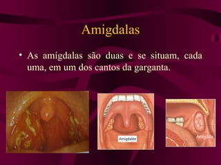Amigdalas e vegetações adenóides | PPT