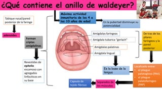 Amigdalitis y laringotraqueitis nelly valle morales | PPTX