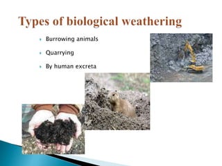 Weathering Of Rocks By Animals