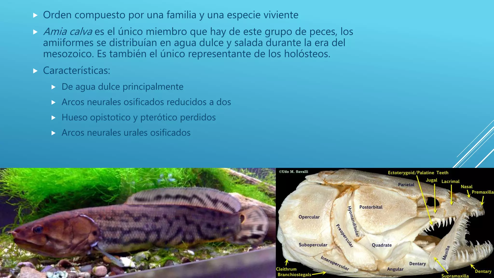 Peces: Orden Amiiformes (Amia) | PPTX